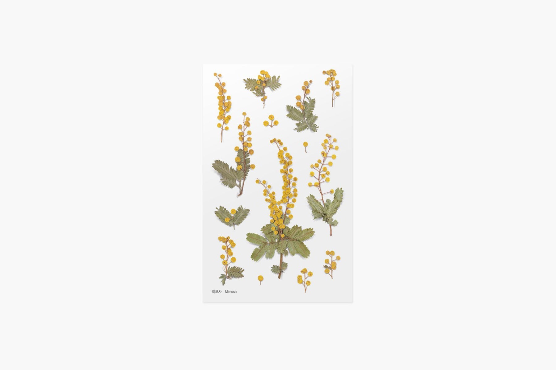 Decorative Stickers – Mimosa – PAPIERNICZENI